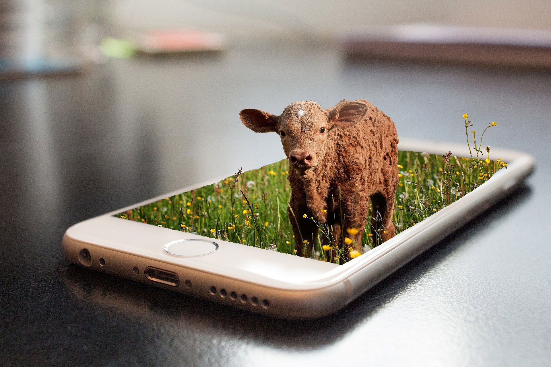 Calf Animal Cattle free image download