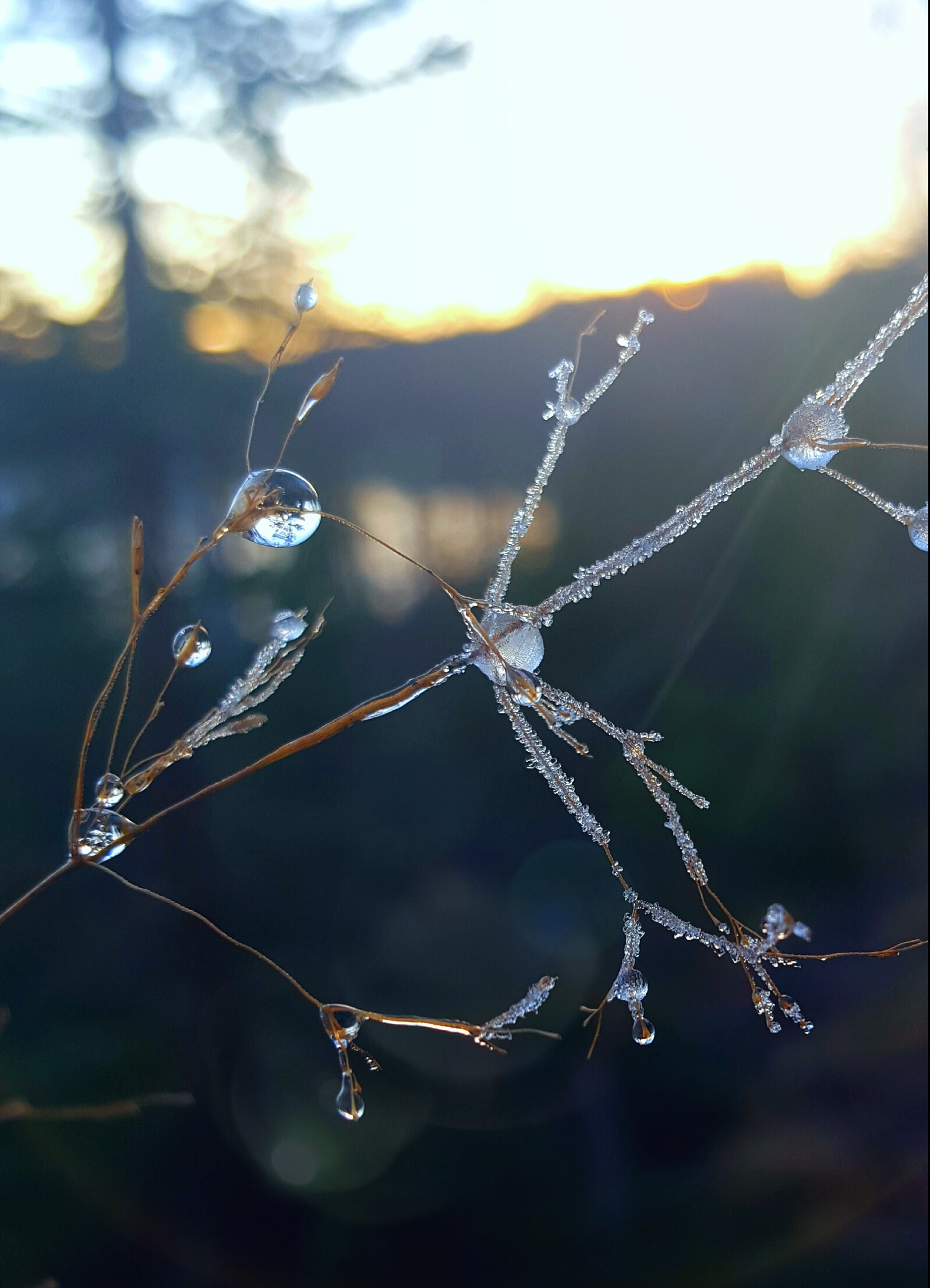 Frosty Ice Drops on branch free image download