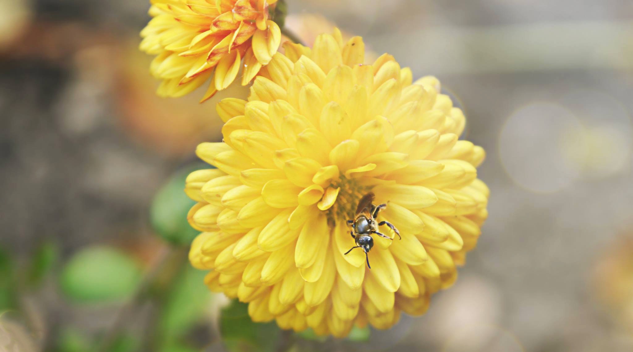 Flower Sunshine Yellow Spring free image download