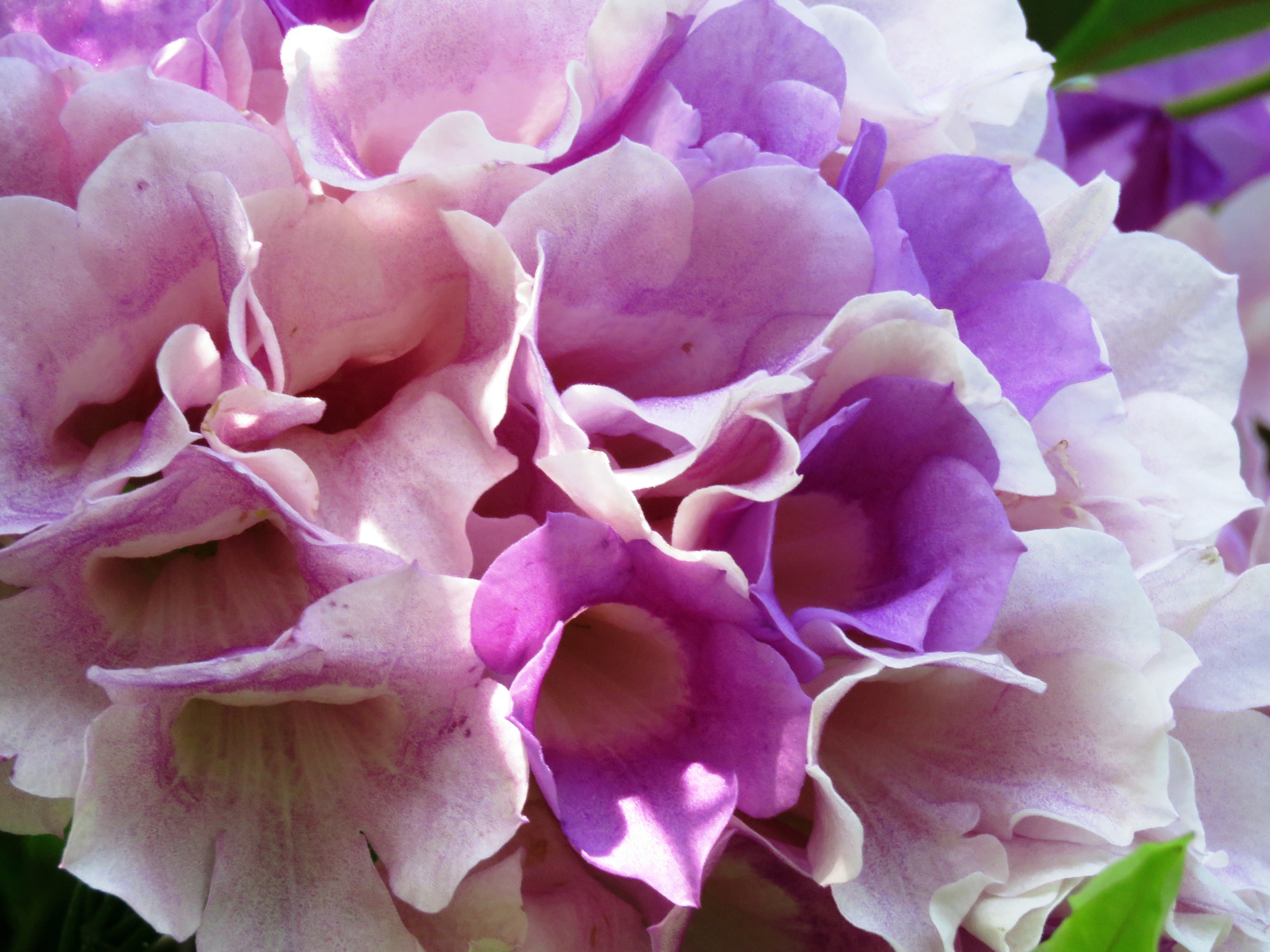 Fresh Flower free image download