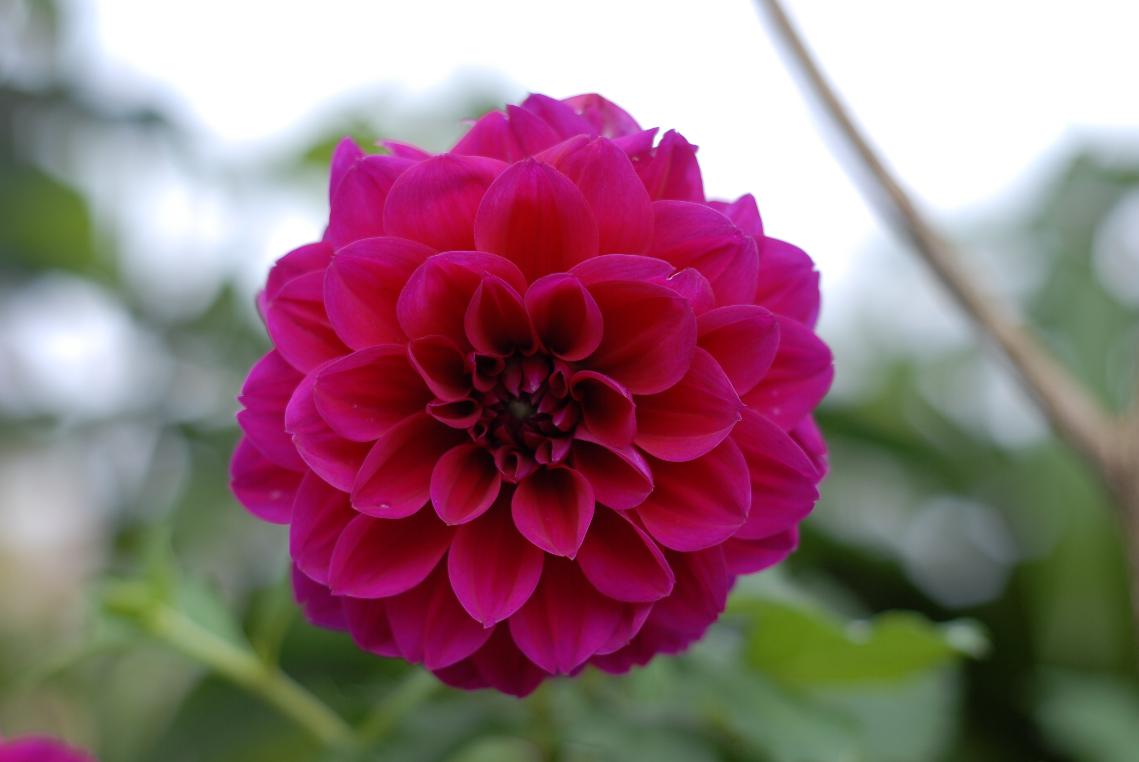 Rosa Purple Flower Flowers free image download