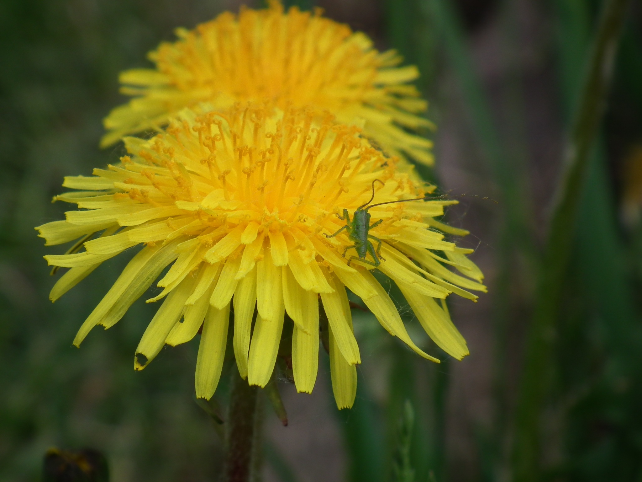 Dandelion Nature Blossom free image download
