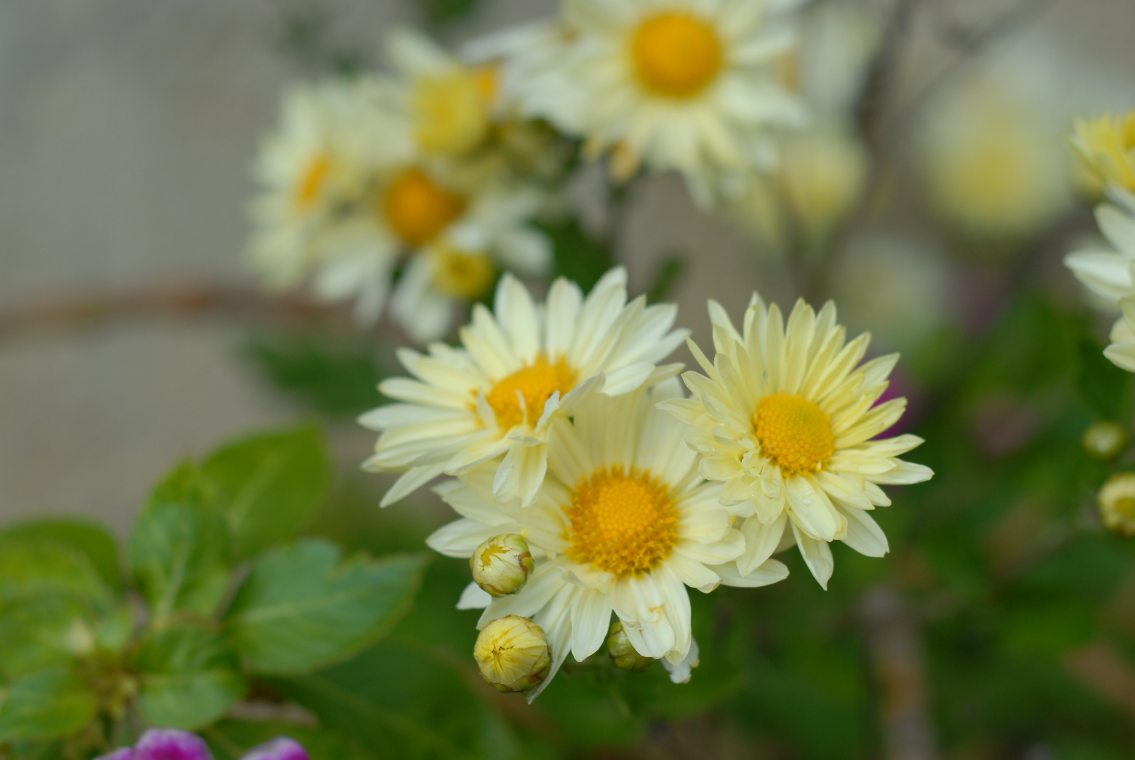 White Flower Regional Flowers free image download