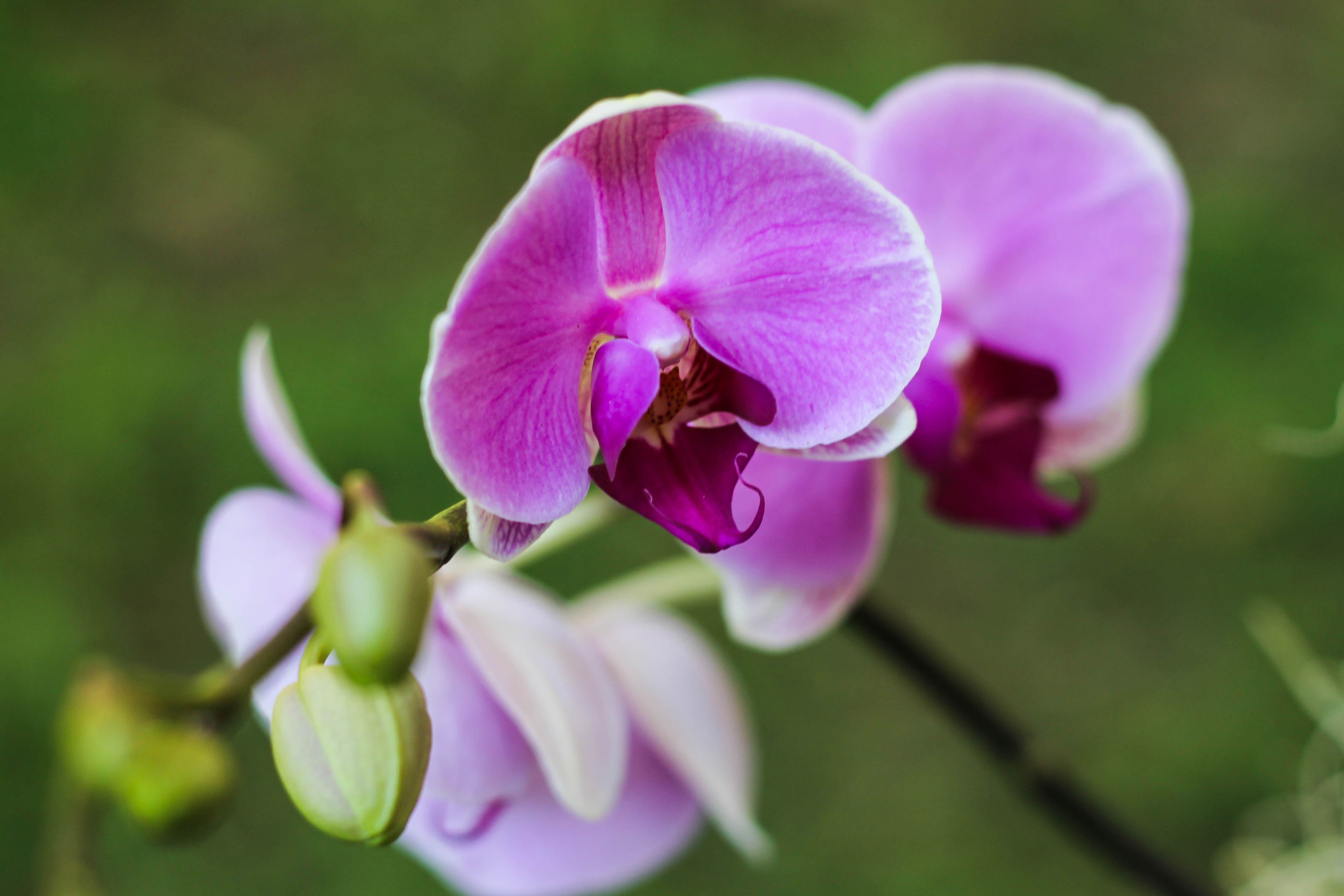 flowers-leaves-leaf-free-image-download