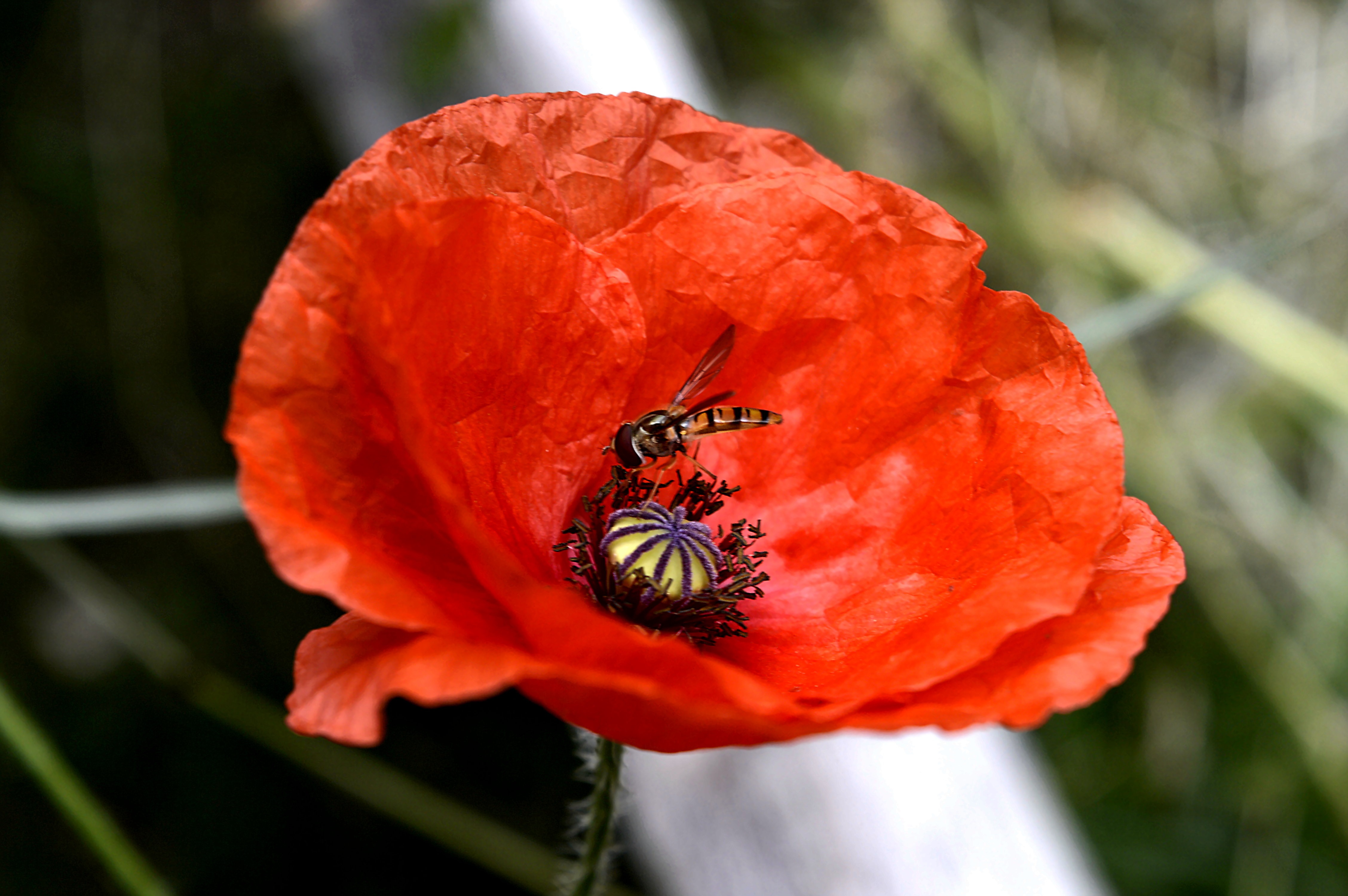 Turkish Poppy Red Plant free image download