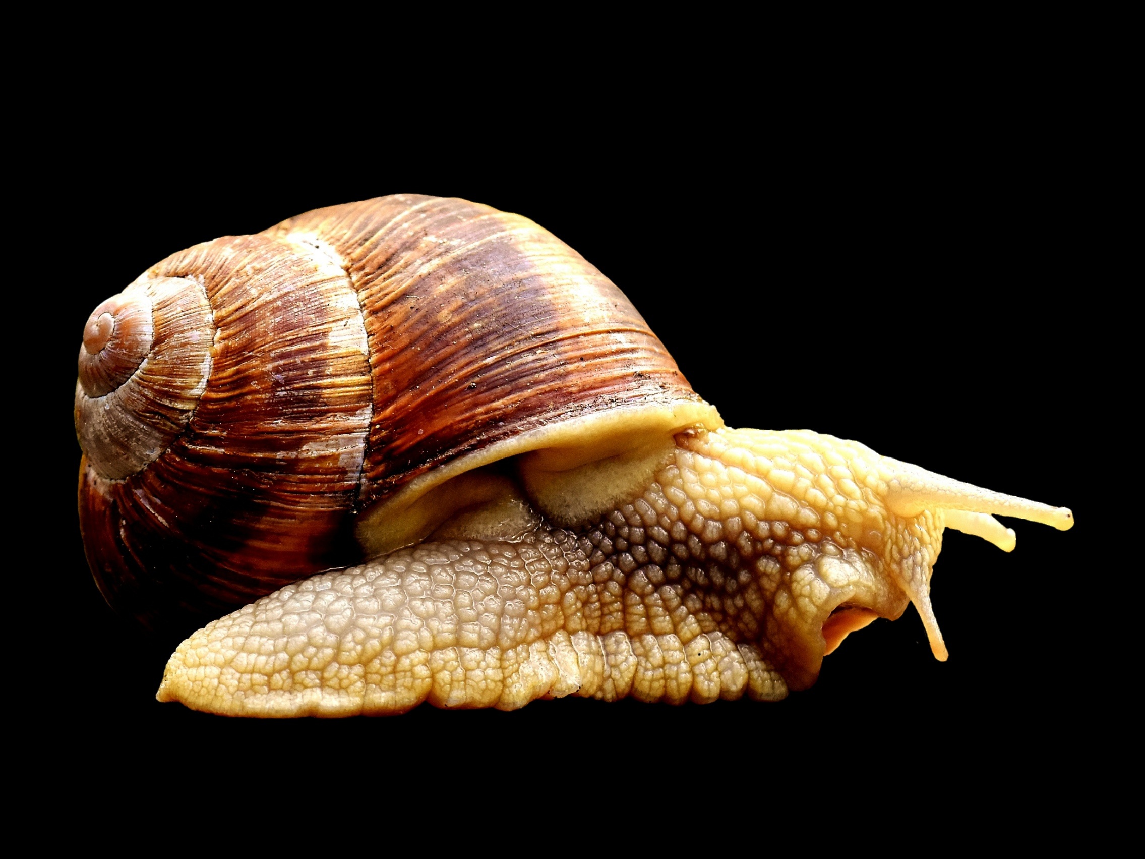 Snail Animal House free image download