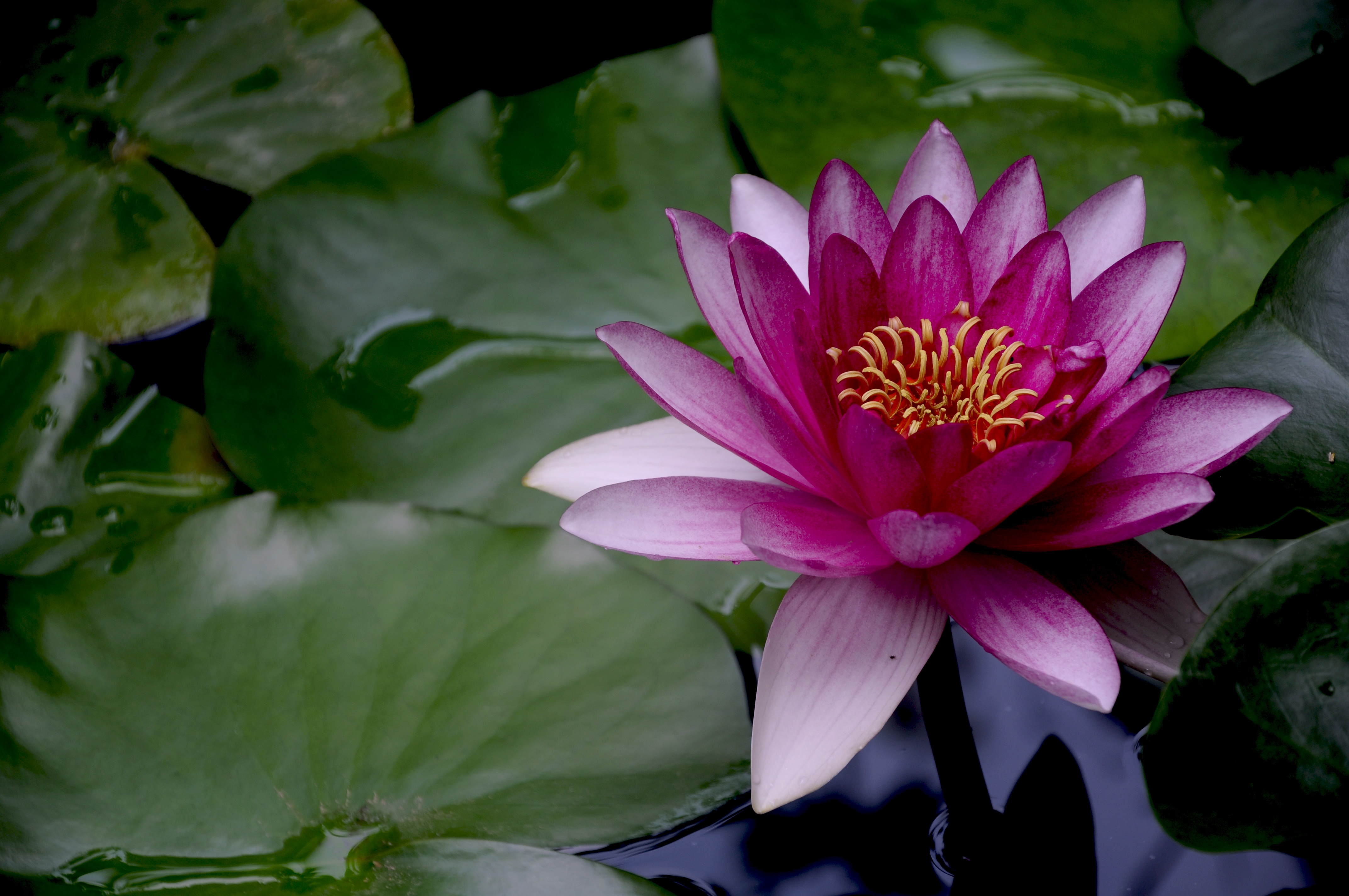 Sleep Lotus free image download