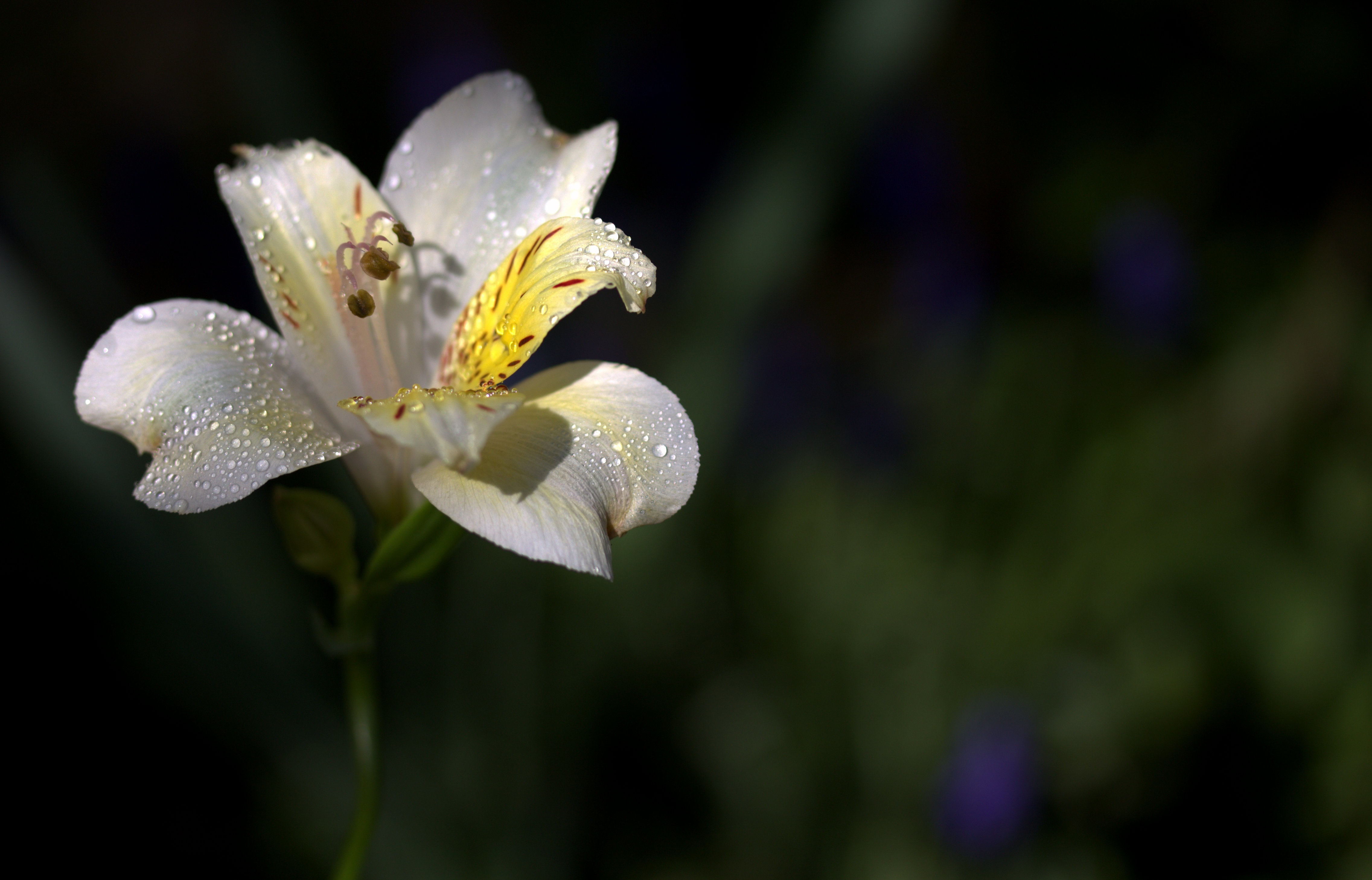 Lily Flower Wild free image download