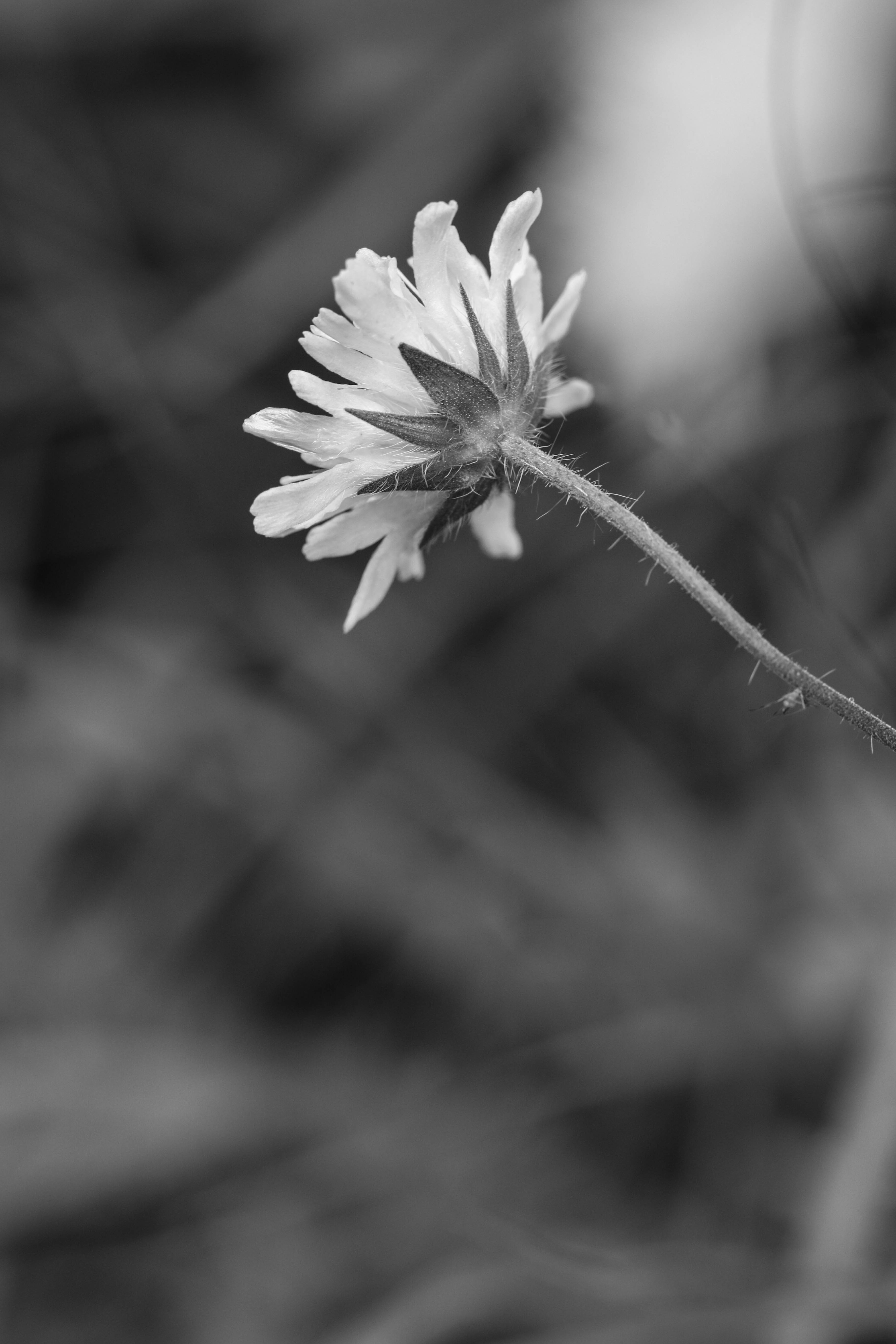 Flower Wild Single free image download