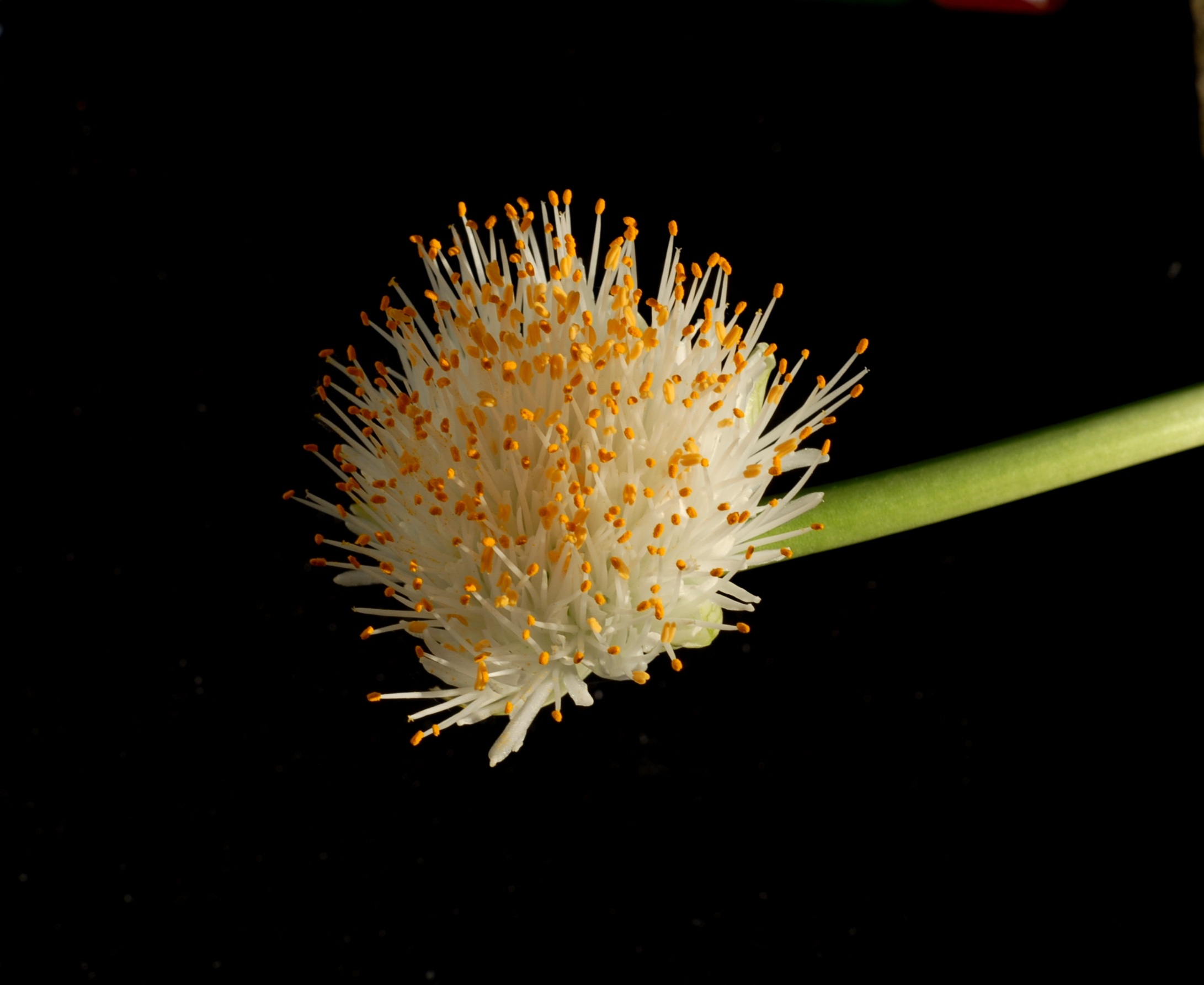 Plant Flower Haemanthus free image download
