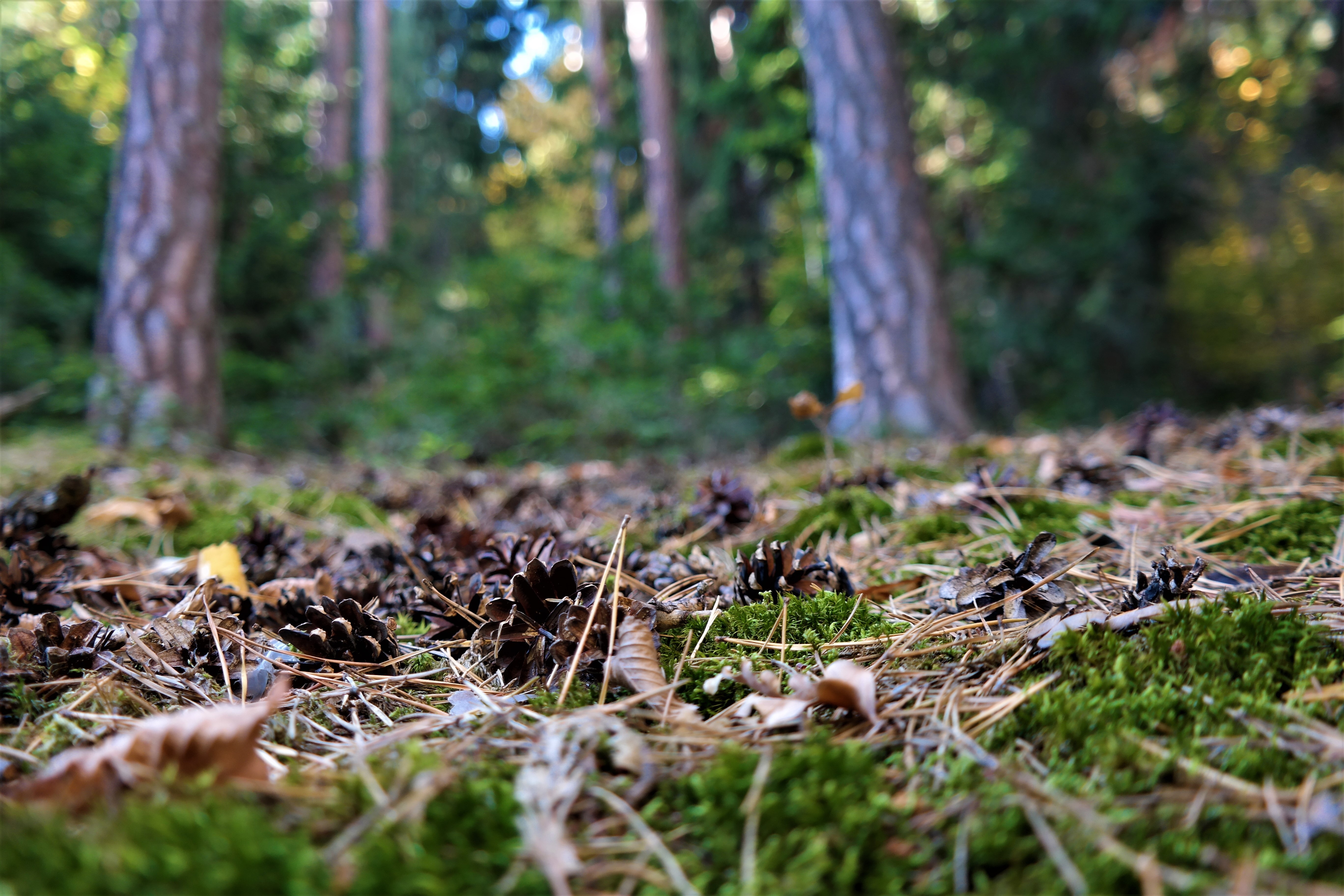 Forest Perspective Floor free image download