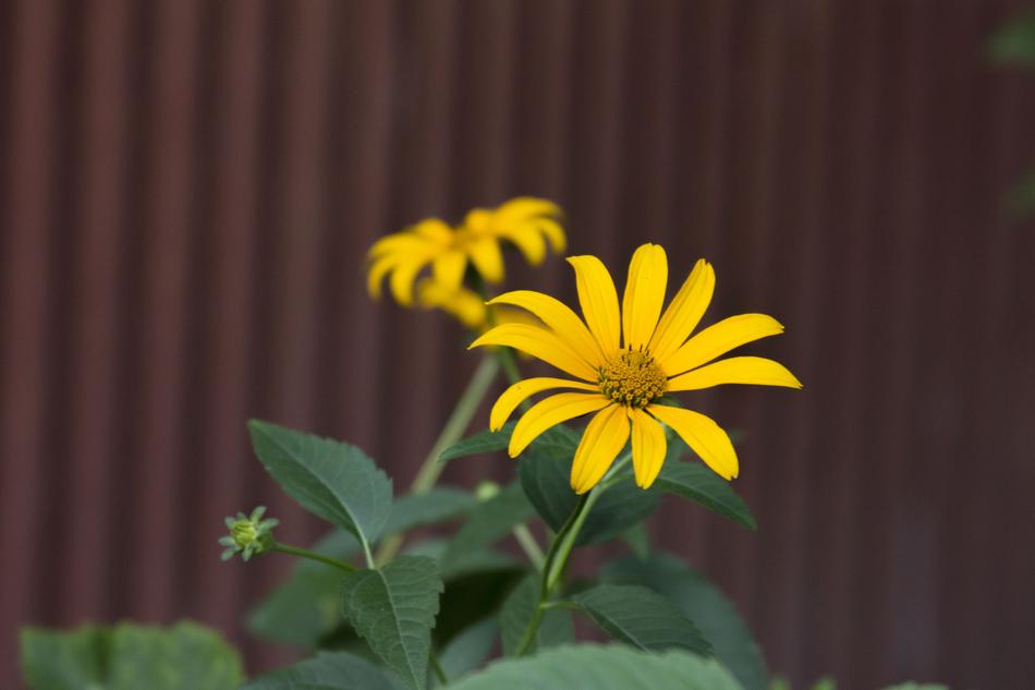 Flower Yellow Green free image download