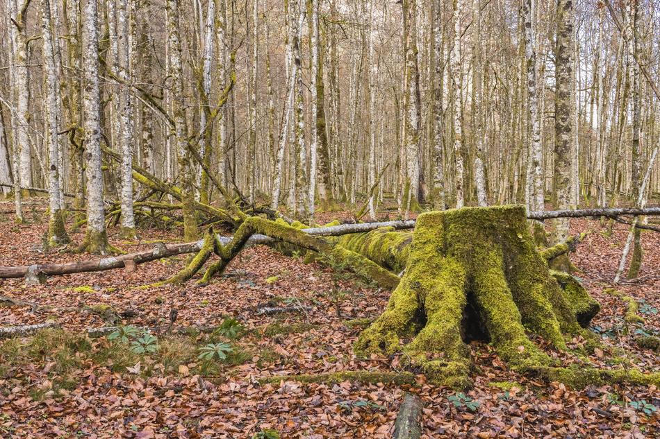 Forest Tree Log free image download