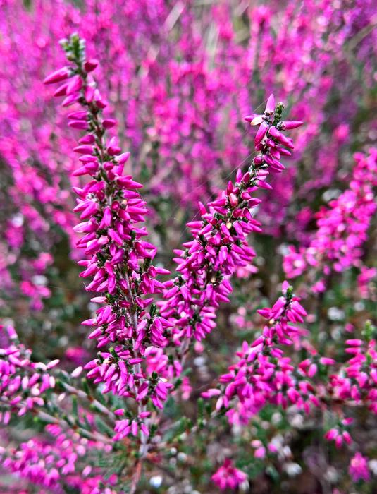 Plant Erika Heather free image download