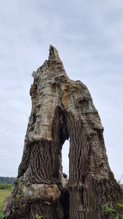 Arch Nature Dead Trees free image download