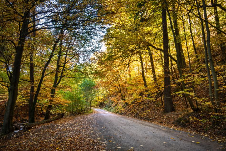 Forest Fall Foliage Path free image download