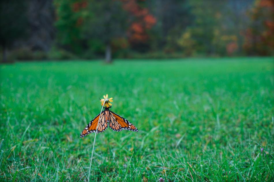 Monarch Butterfly Fall free image download