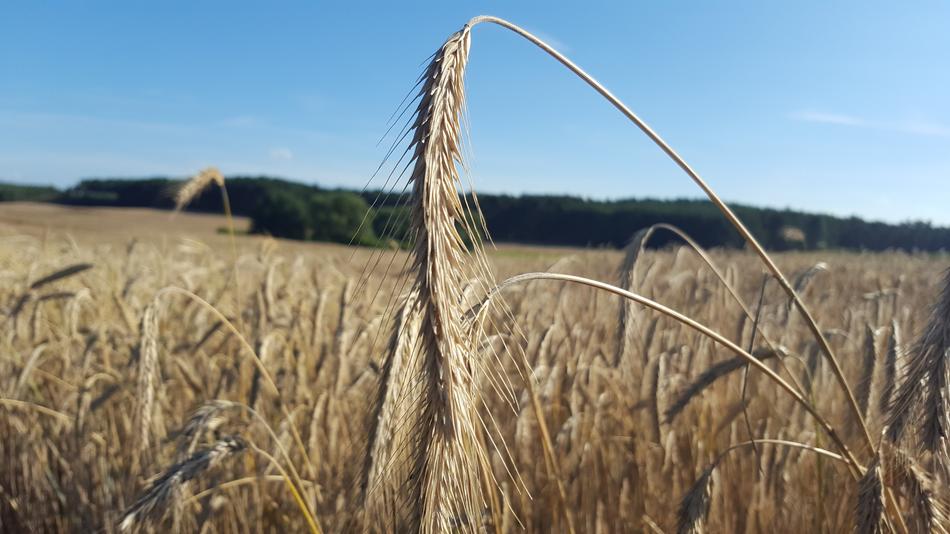 Branch of wheat in a field free image download