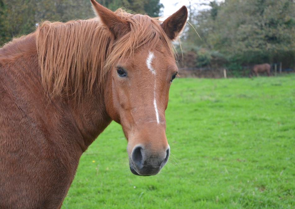 Horse Mare Ears White Mane free image download