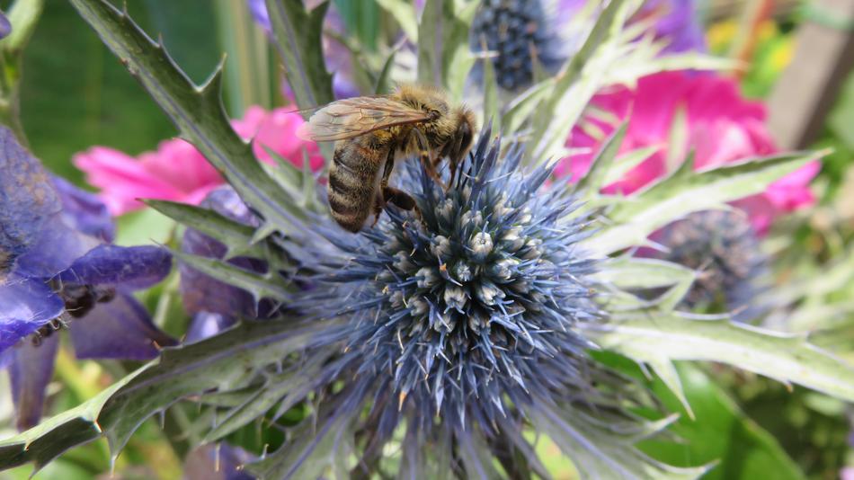 Thistle Bee Flower free image download