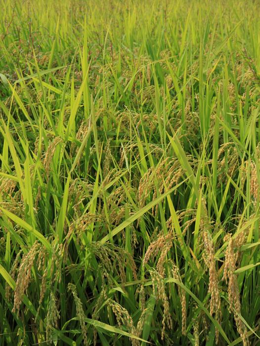Rice Fall Autumn free image download