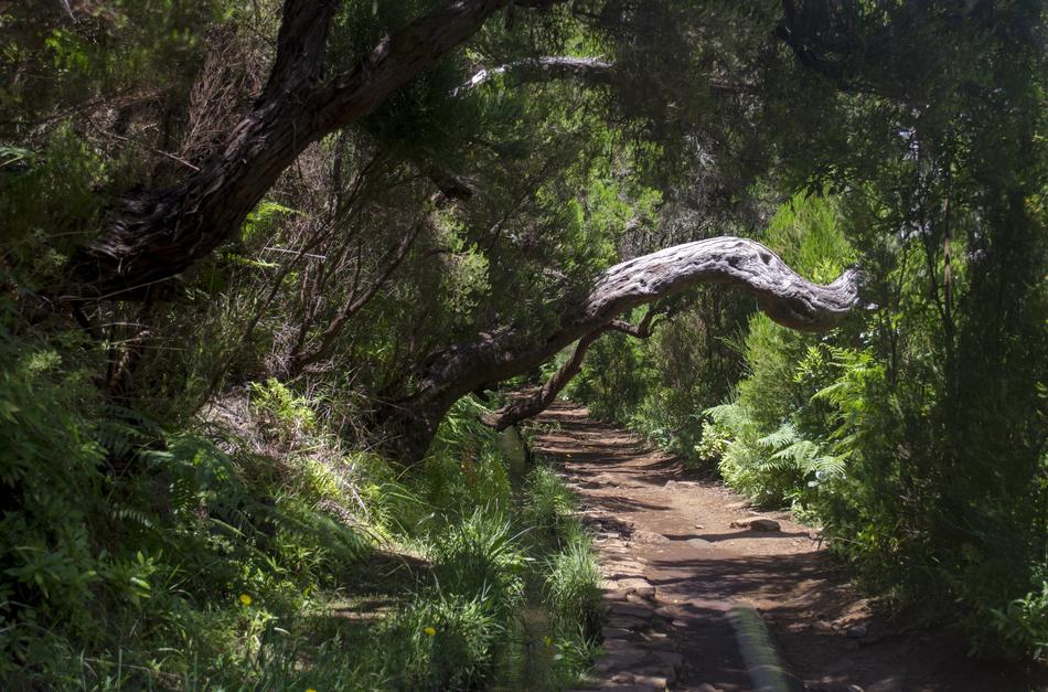 Madera Lewady Nature free image download