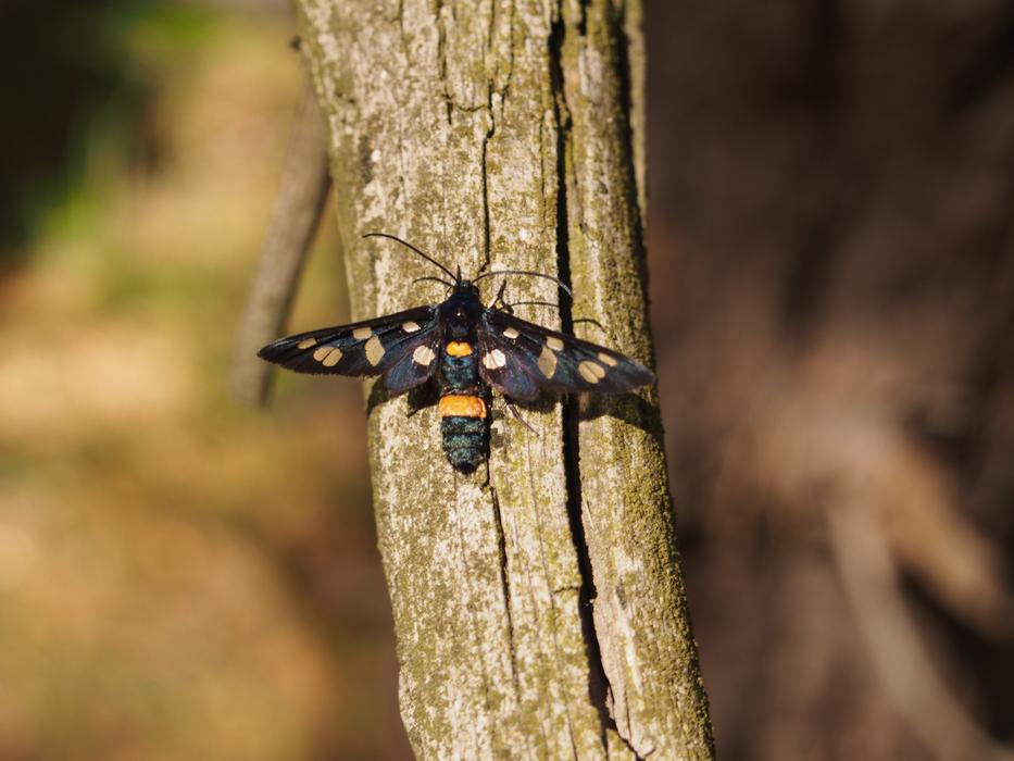 Butterfly Moth Forest free image download