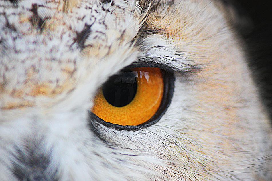 Fauna Buho Bird eye free image download