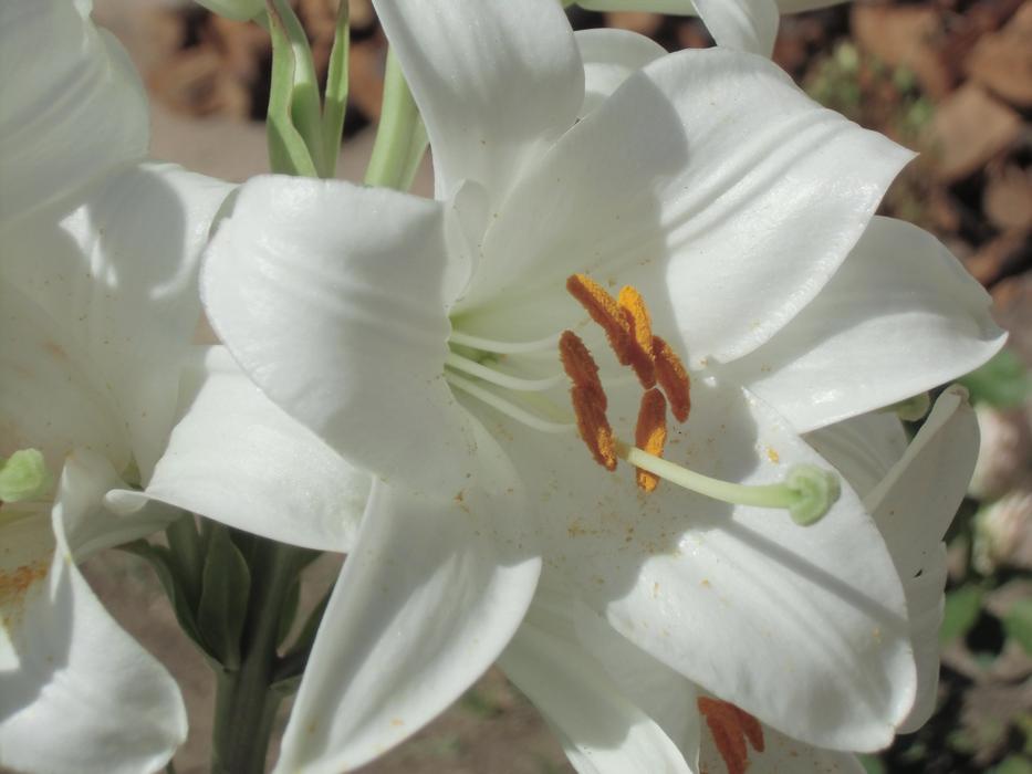 Lilies Lily Nature free image download
