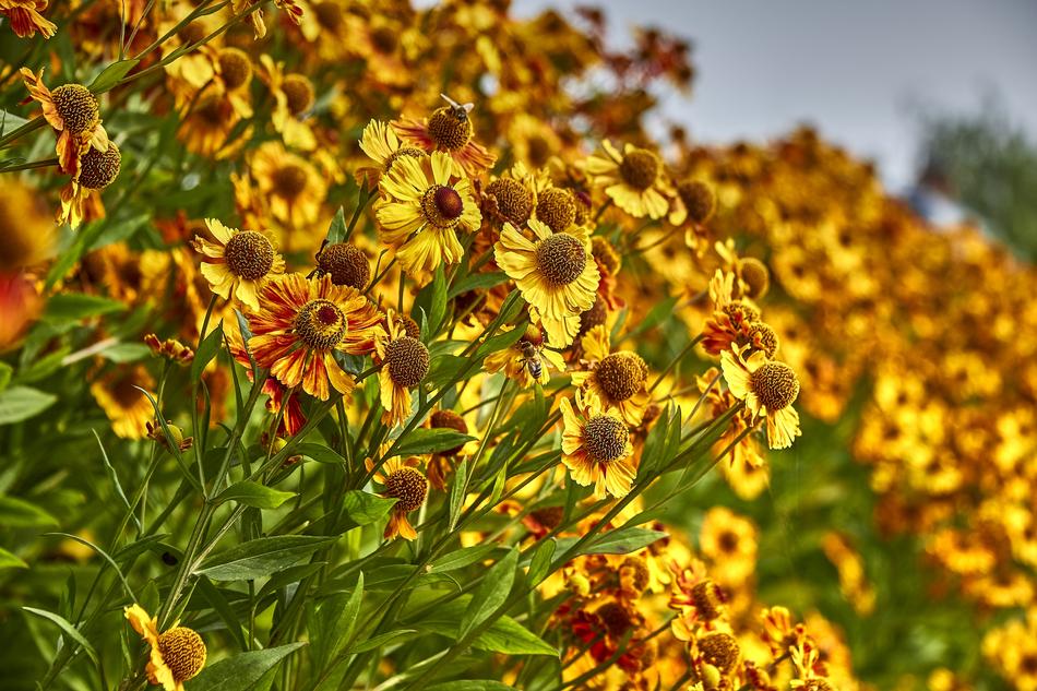 Flowers Autumn Nature free image download