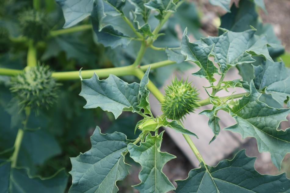 Thorn Apple Plant Toxic free image download