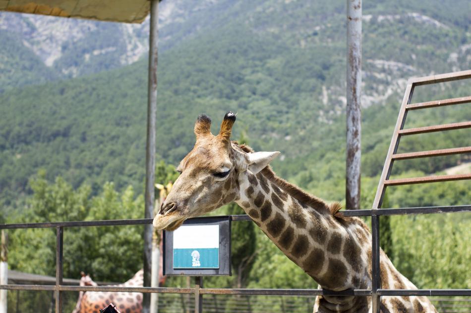Giraffe Zoo Living Nature free image download