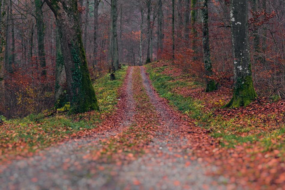Autumn Forest Away free image download