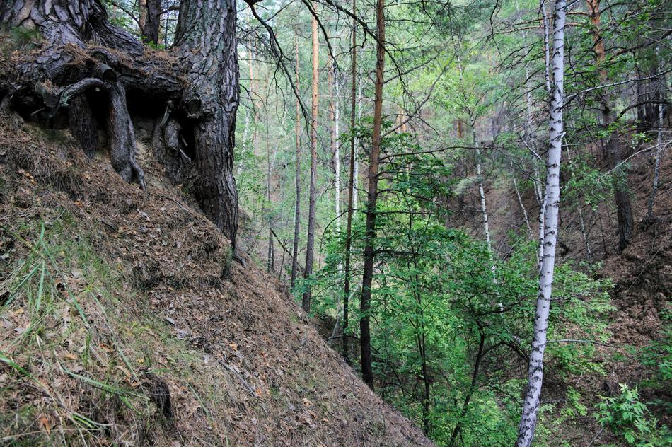 Breakage Forest Ravine free image download