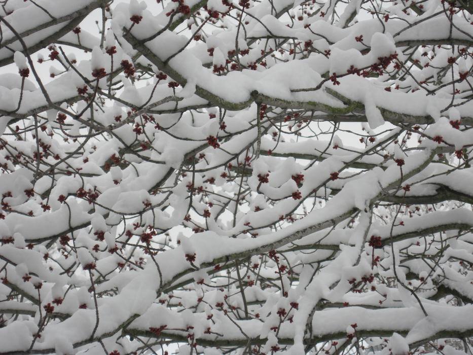 Trees Branches Snow Fruit free image download