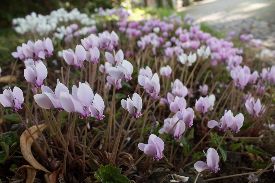 Spring Flowers Life free image download