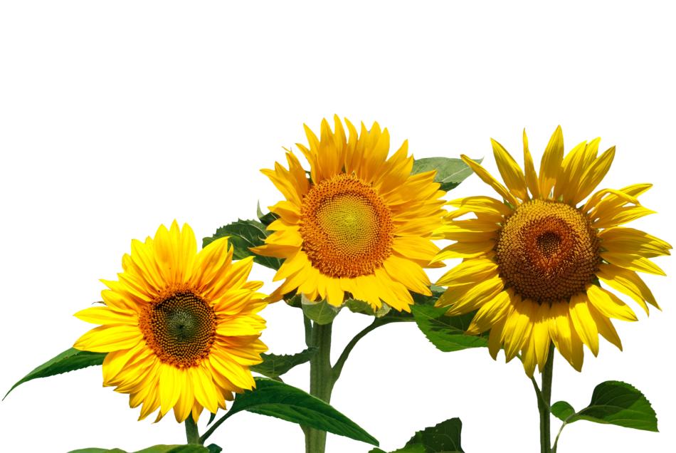 Sunflower Summer Late Free Image Download