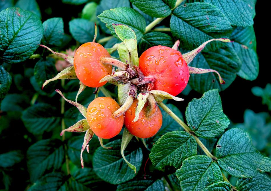 Plant Fruit Rosehip free image download