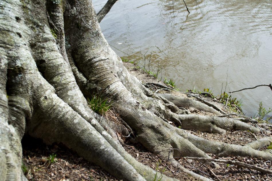 Tree Water Root free image download