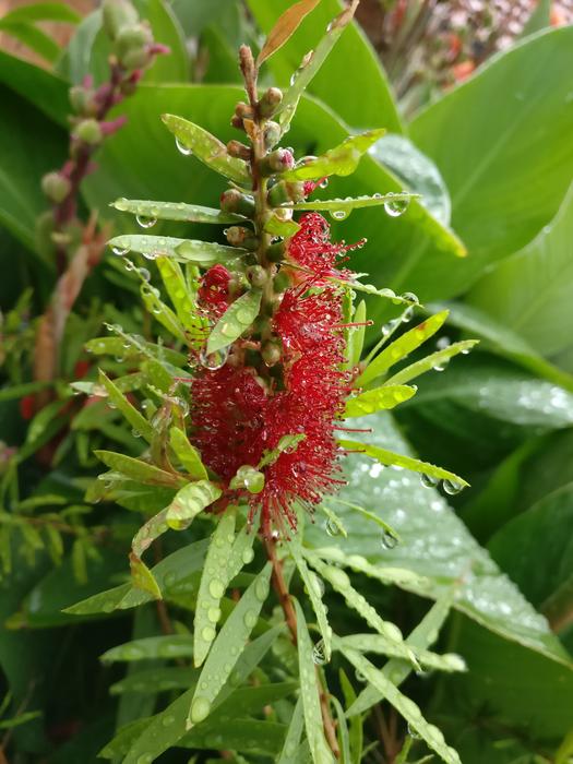 Red Rain Bottle Brush Flower free image download