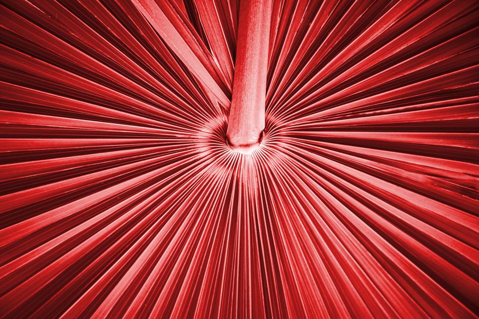 Palma Red Leaf free image download