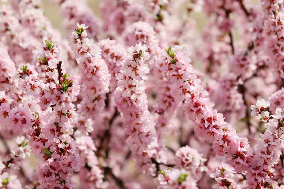 Spring Flowers free image download