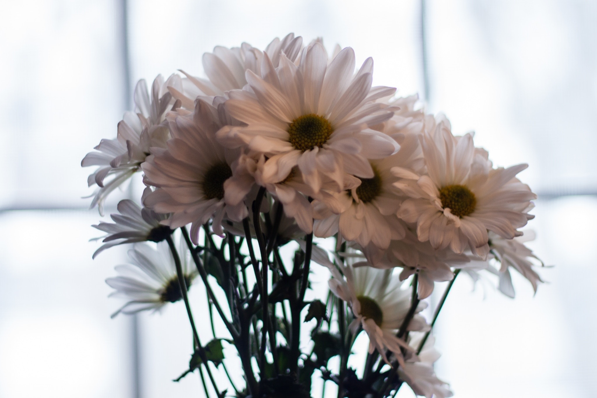 White Petals Flower free image download