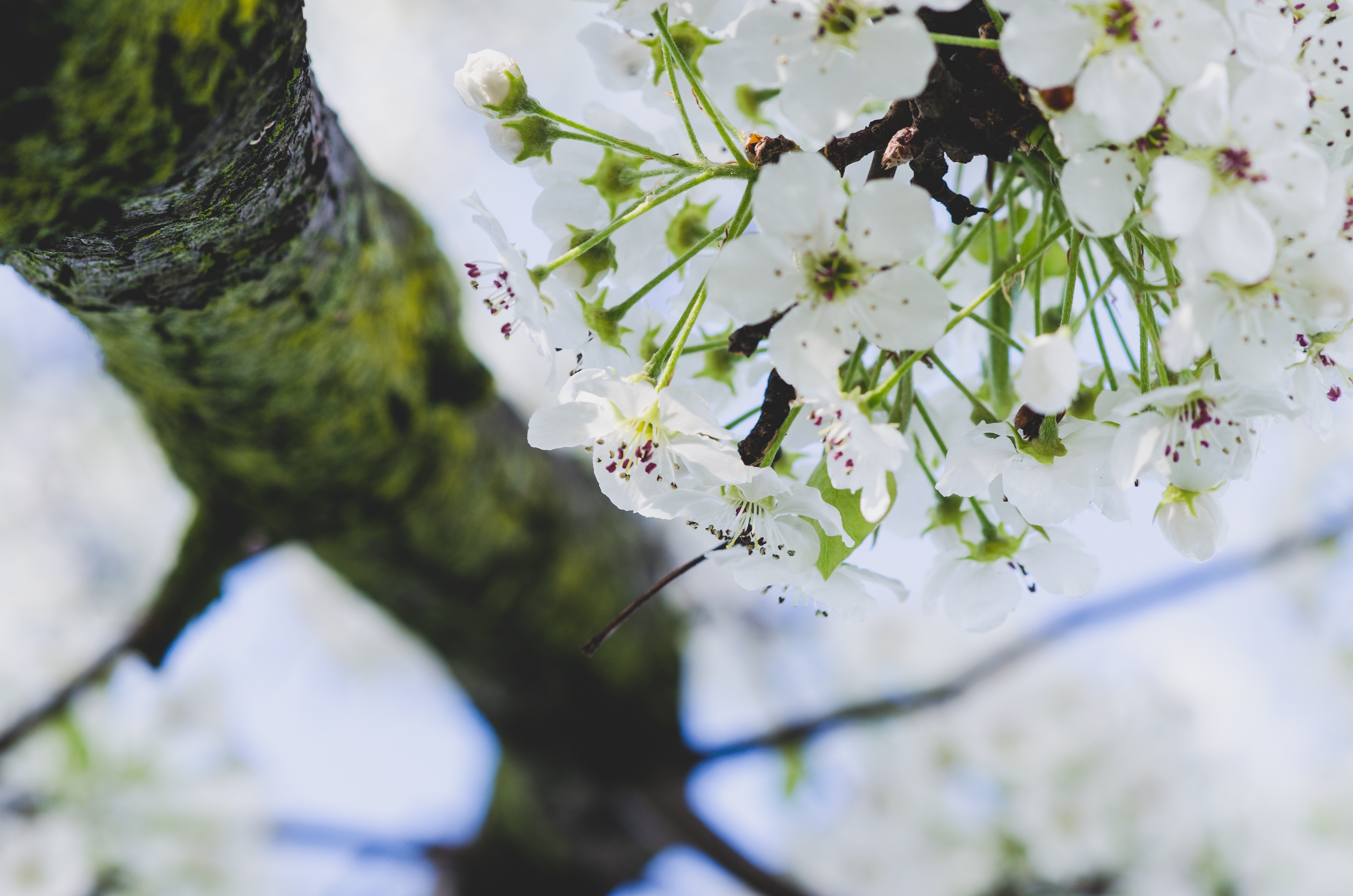 White Flower Bloom free image download