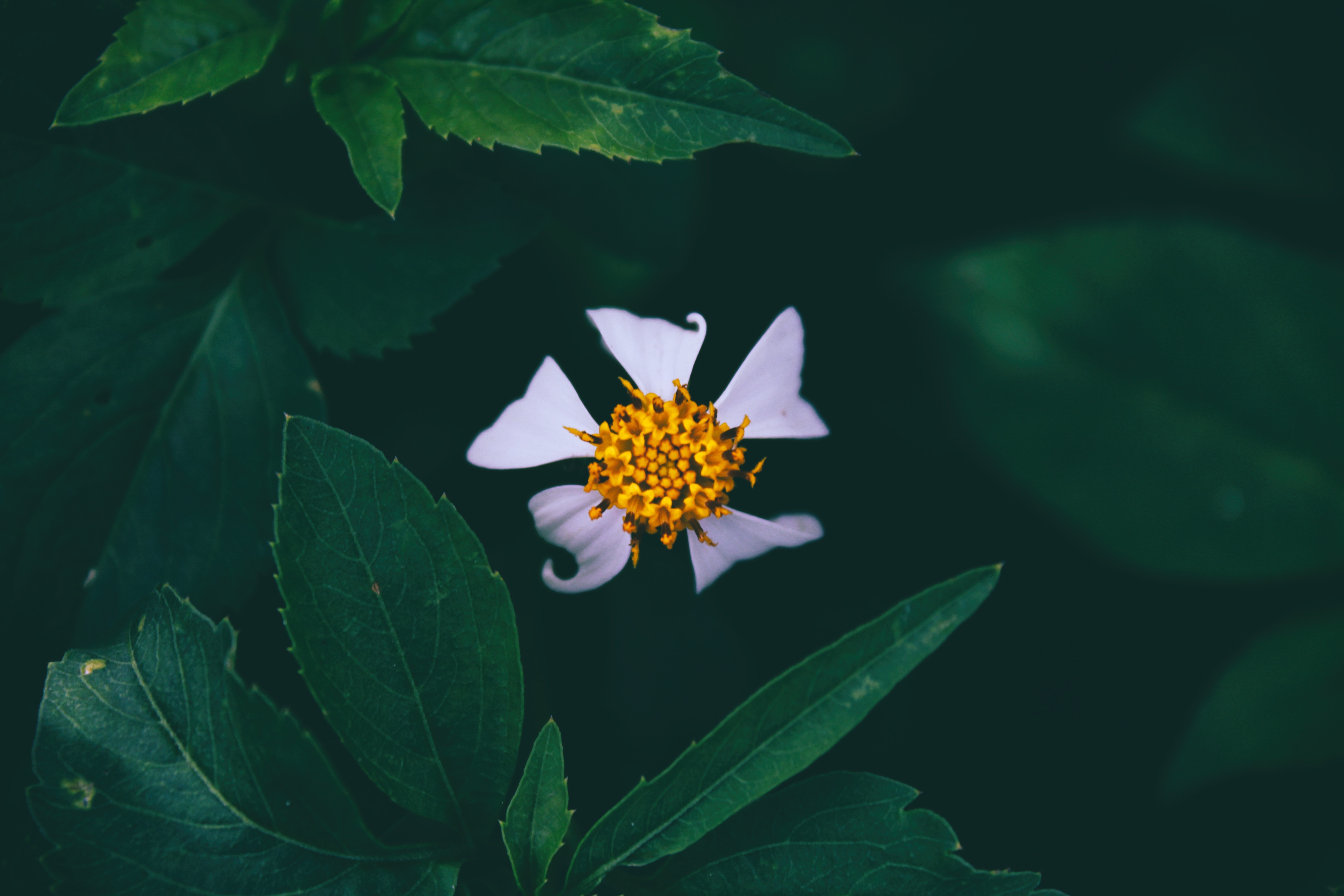 White Flower Bloom free image download