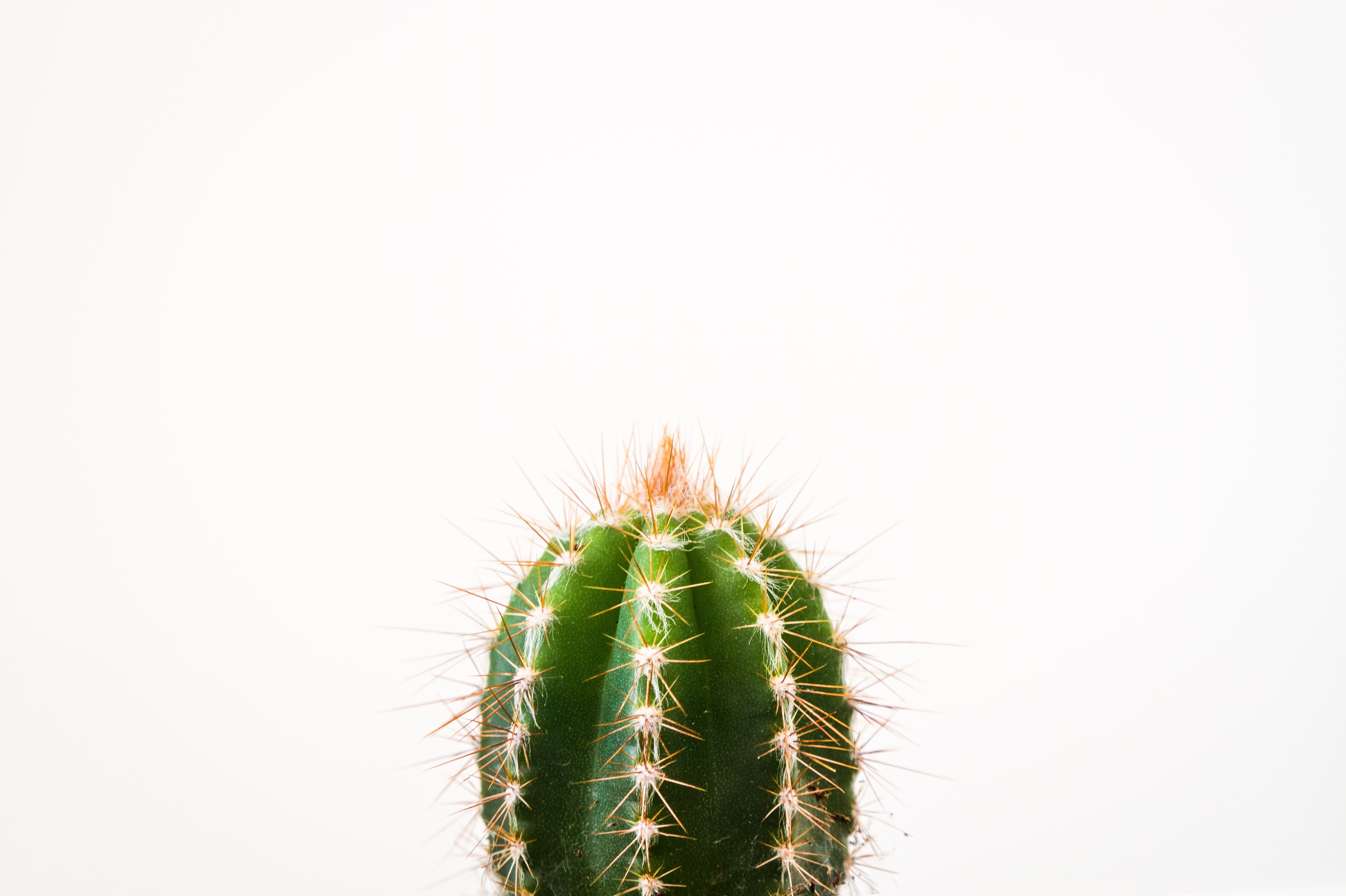 Cactus Plant Thorn free image download