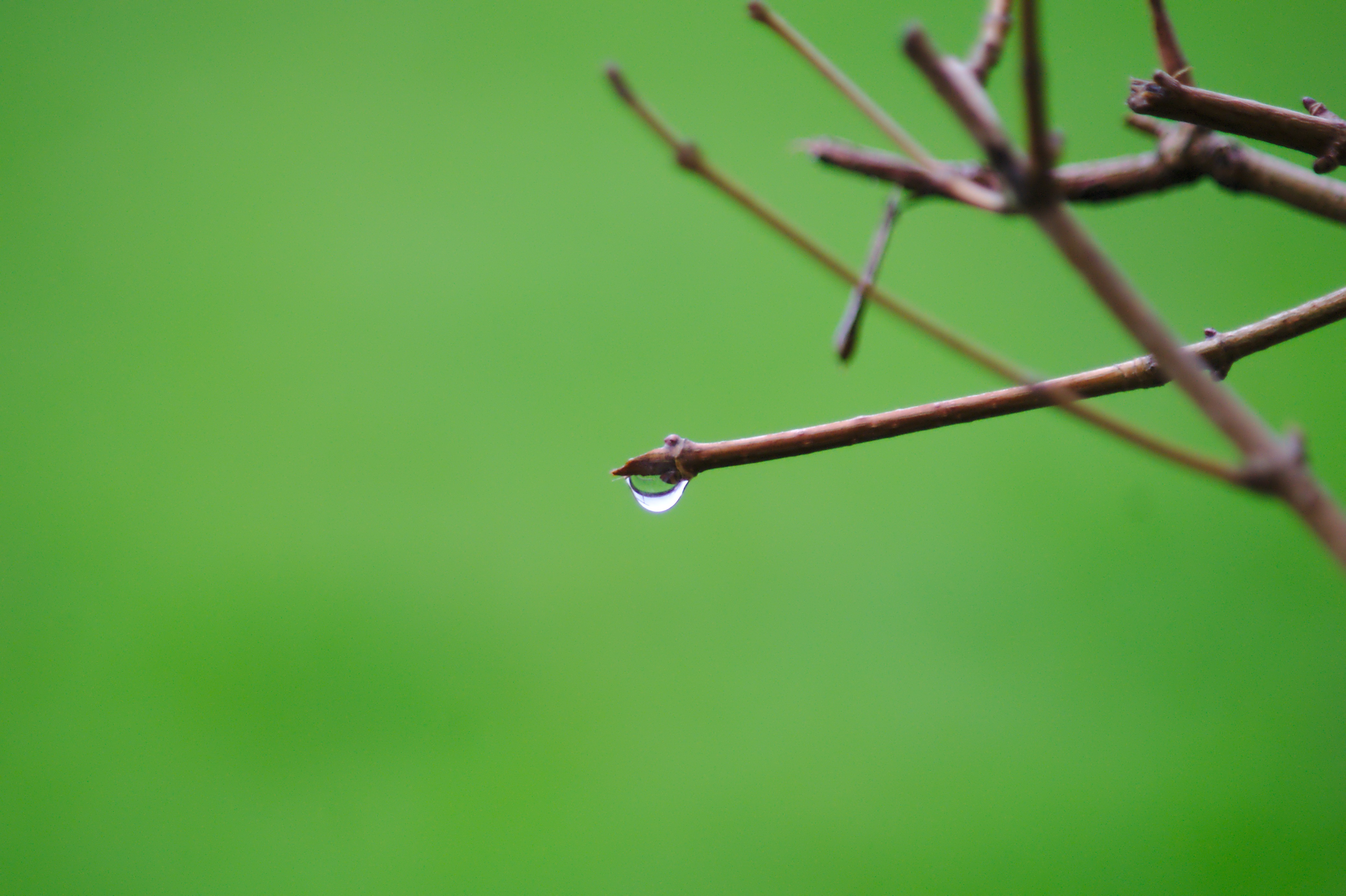 Drop Green Rain free image download