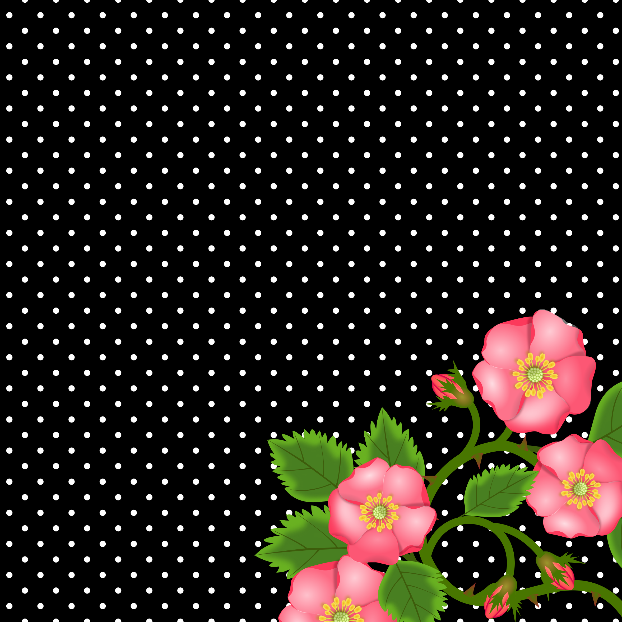 Rose ranke flowers bud bloom free image download