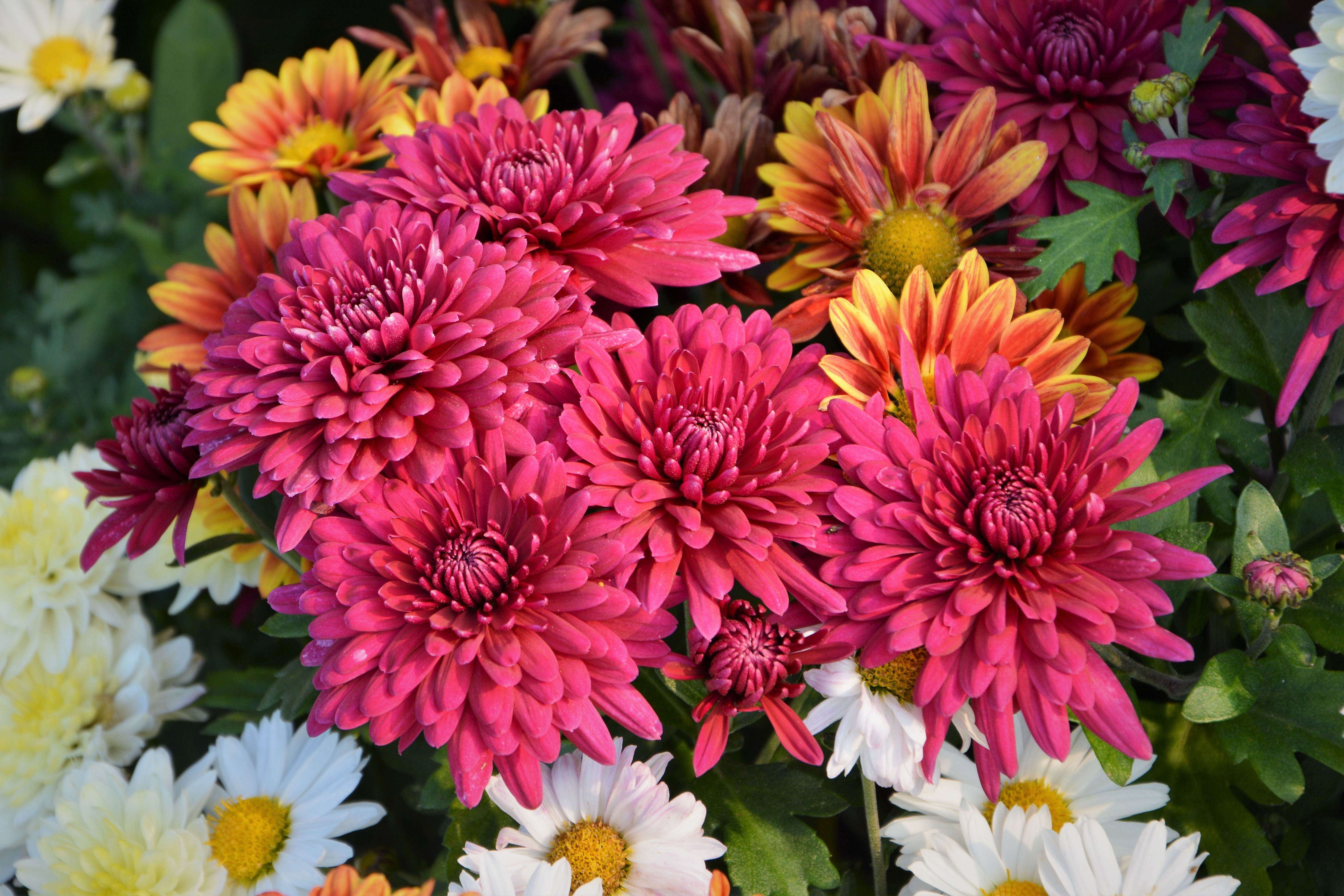 Flower Chichewa Live Vivid Color free image download