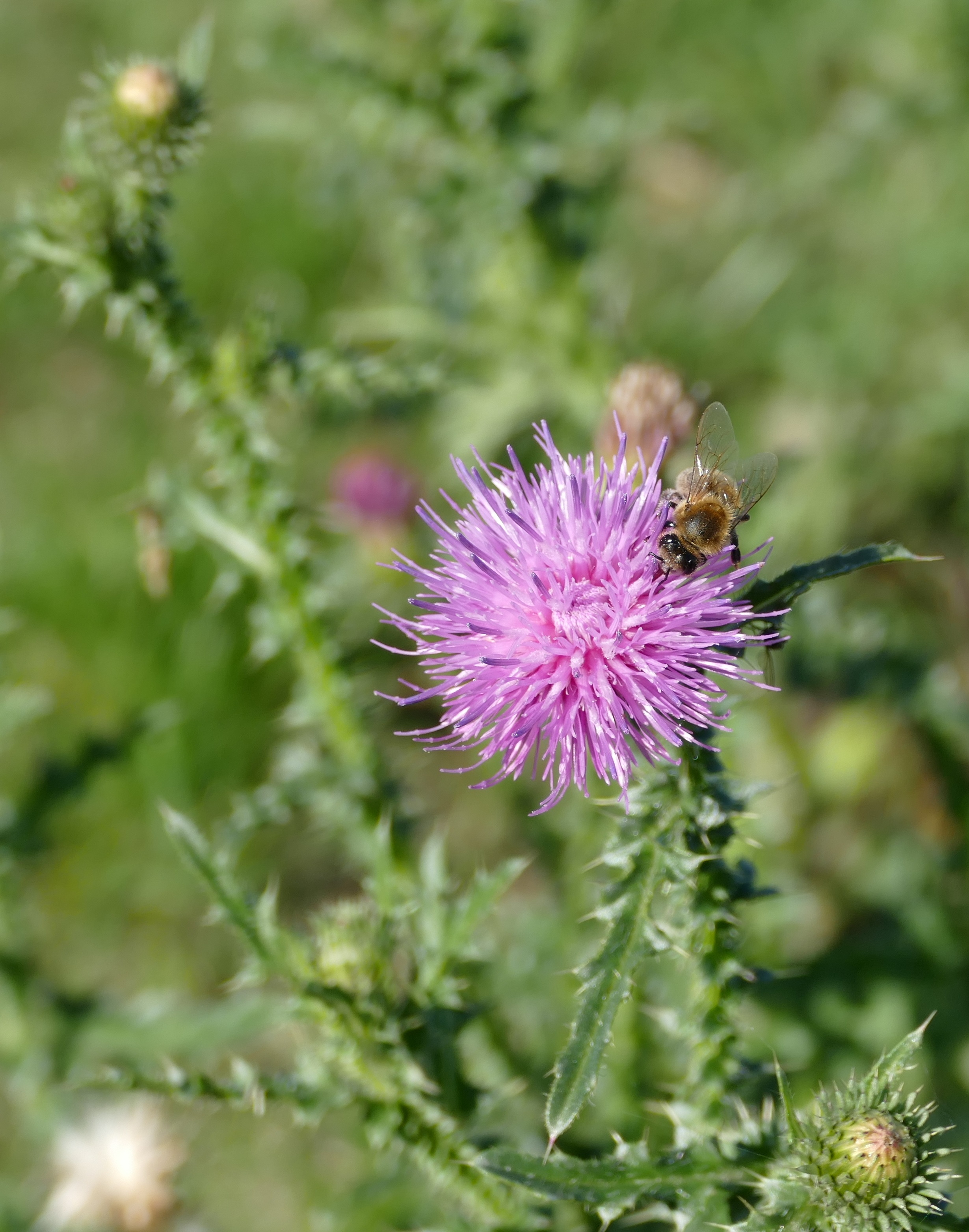 Thistle Bee Flower free image download